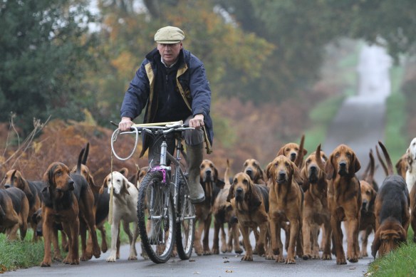 About Hounds Magazine | Hounds Magazine